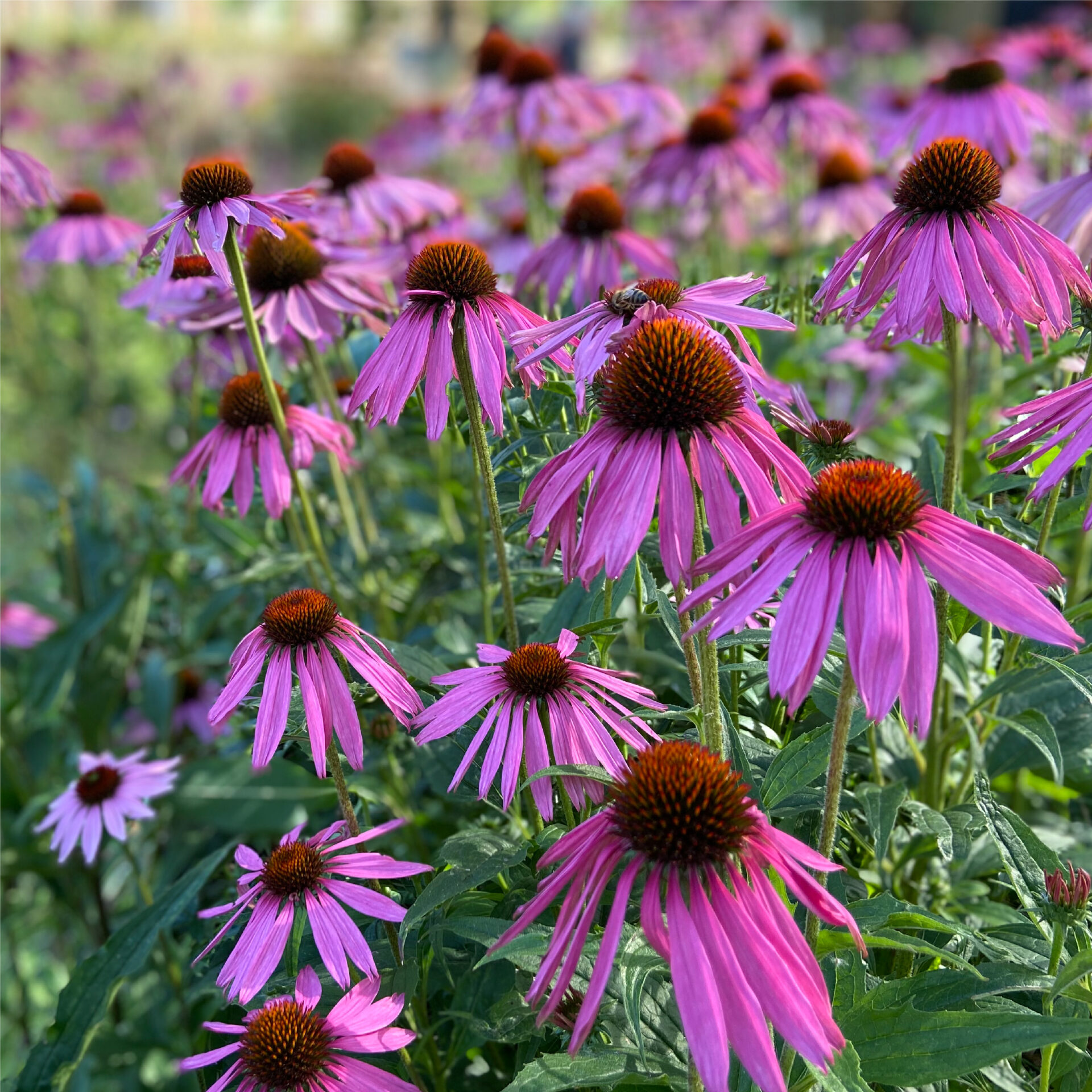 Home — Hudson Fuggle